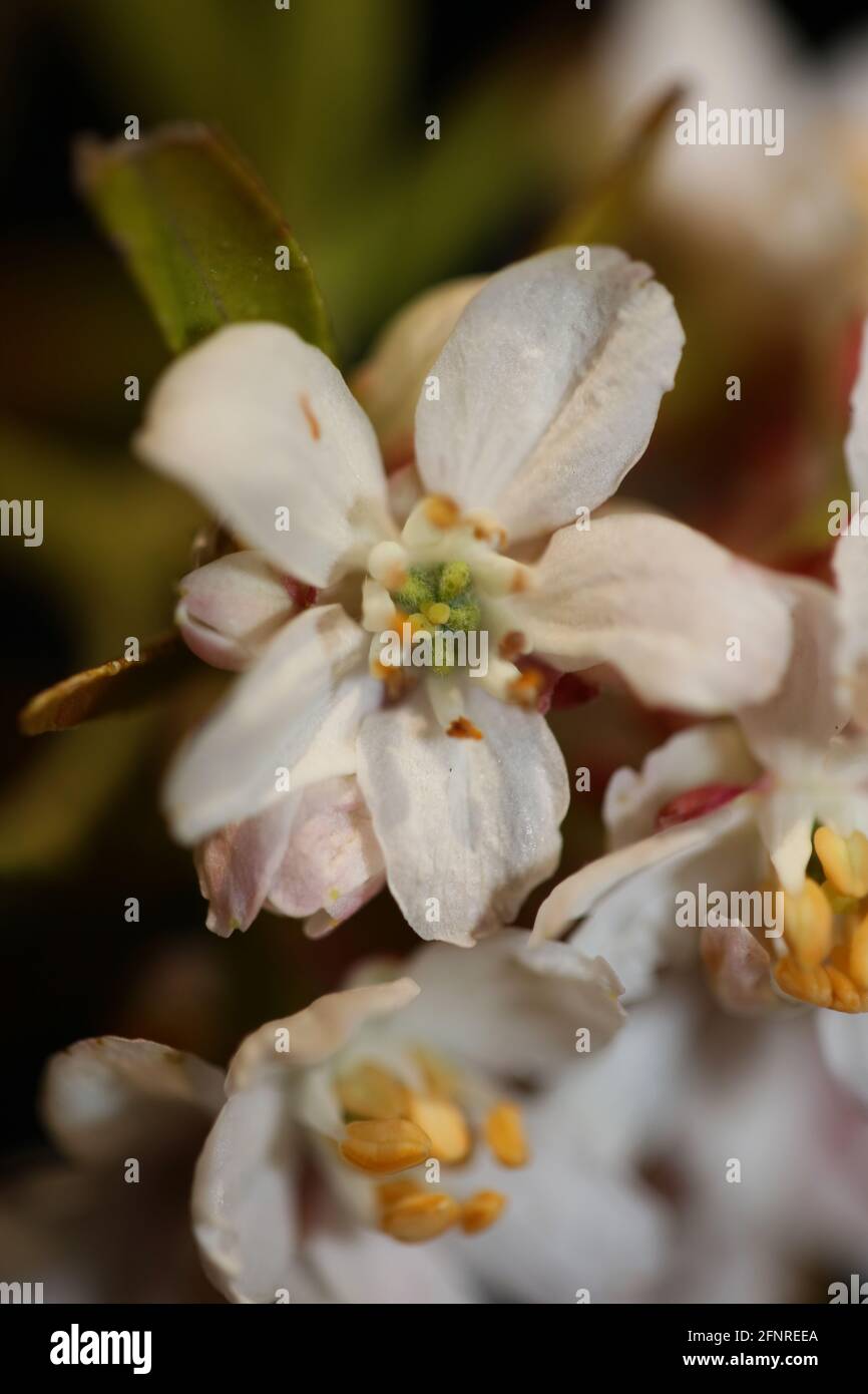 White flower blossom close up botanical modern black background Choisya ...