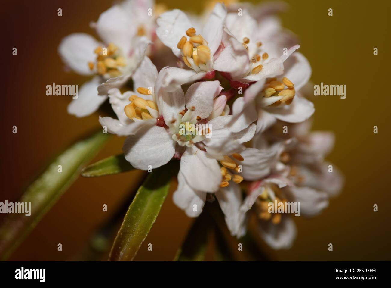 White flower blossom close up botanical modern background Choisya ...