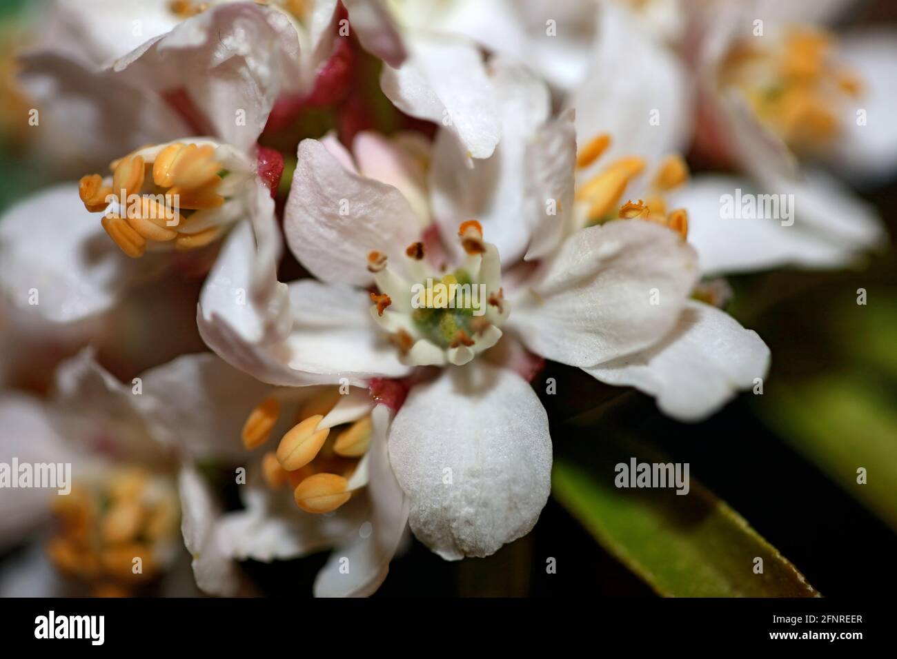 White flower blossom close up botanical modern background Choisya ...