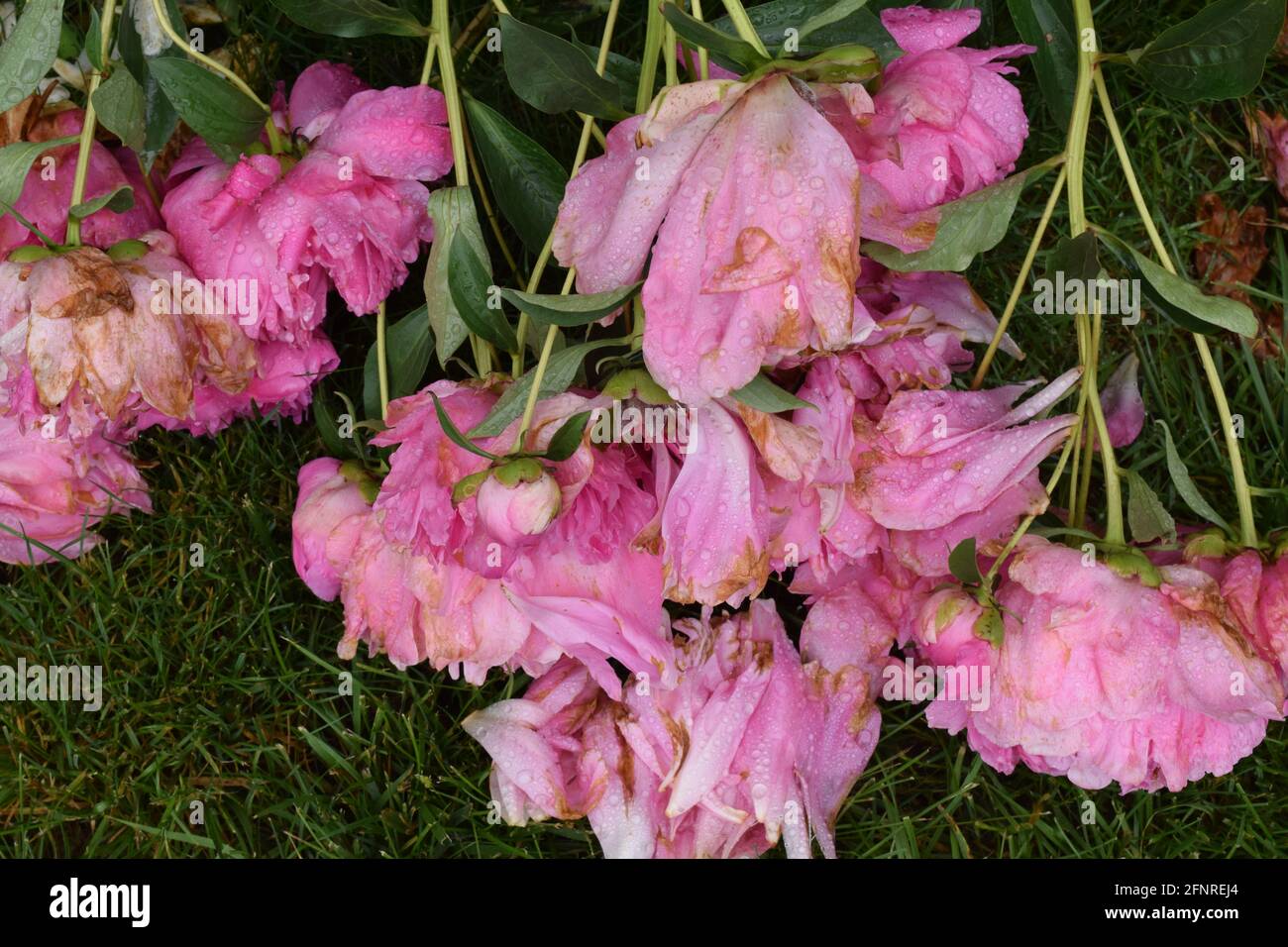 wet peonies lying on the ground from the weight of raindrops Stock ...