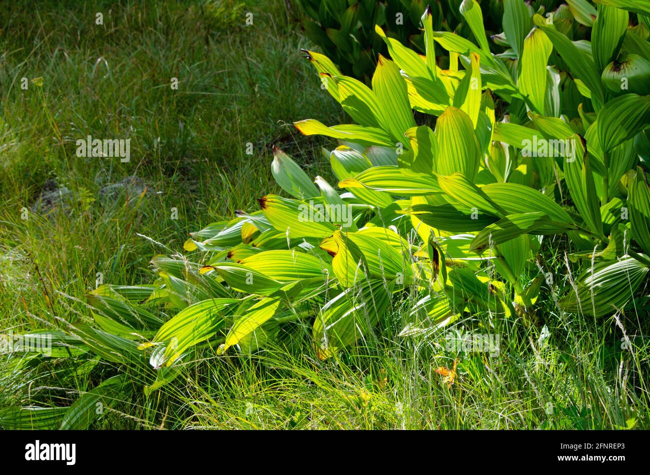False hellebore veratrum californicum hi-res stock photography and images - Alamy