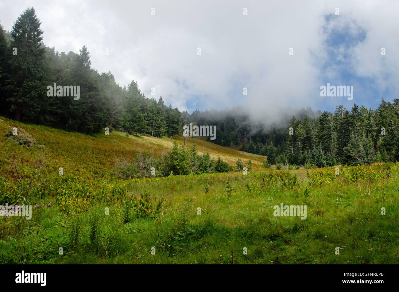 Fog lifting from a forest meadow Stock Photo - Alamy
