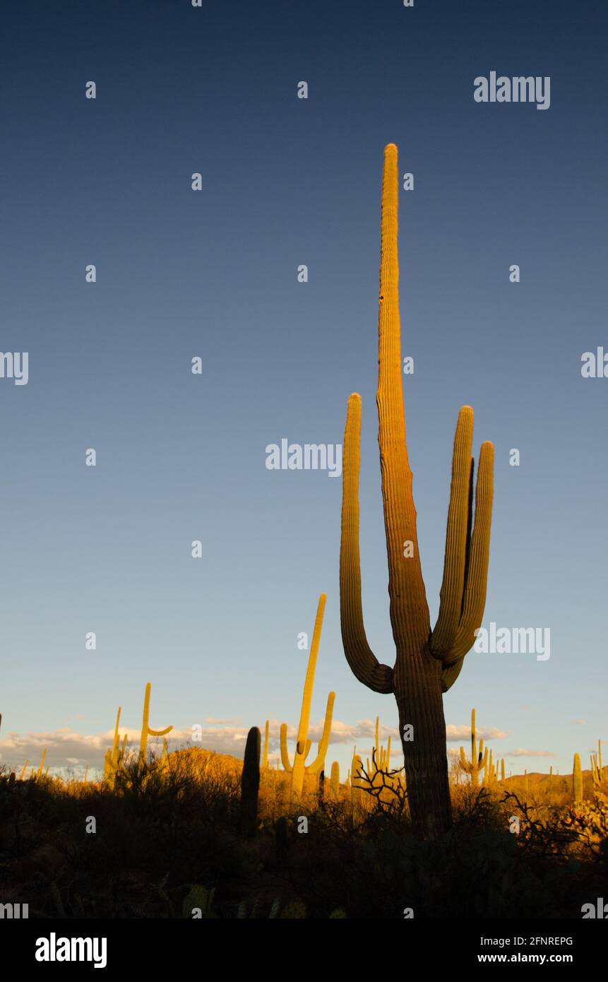 Desert sun set hi-res stock photography and images - Alamy