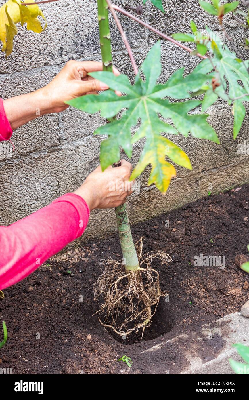 Papaya tree roots hi-res stock photography and images - Alamy