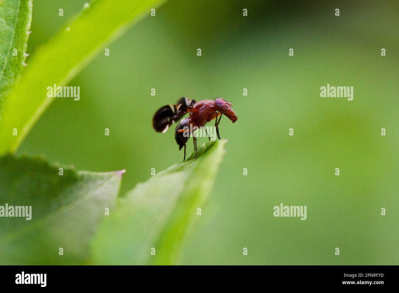 Otitidae hi-res stock photography and images - Alamy