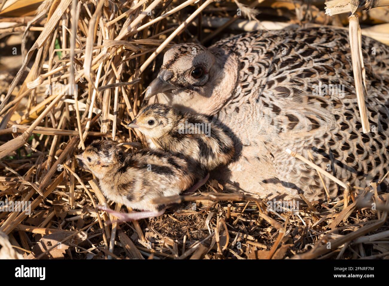 A hen pheasant with newly hatched chicks in South Dakota Stock Photo ...