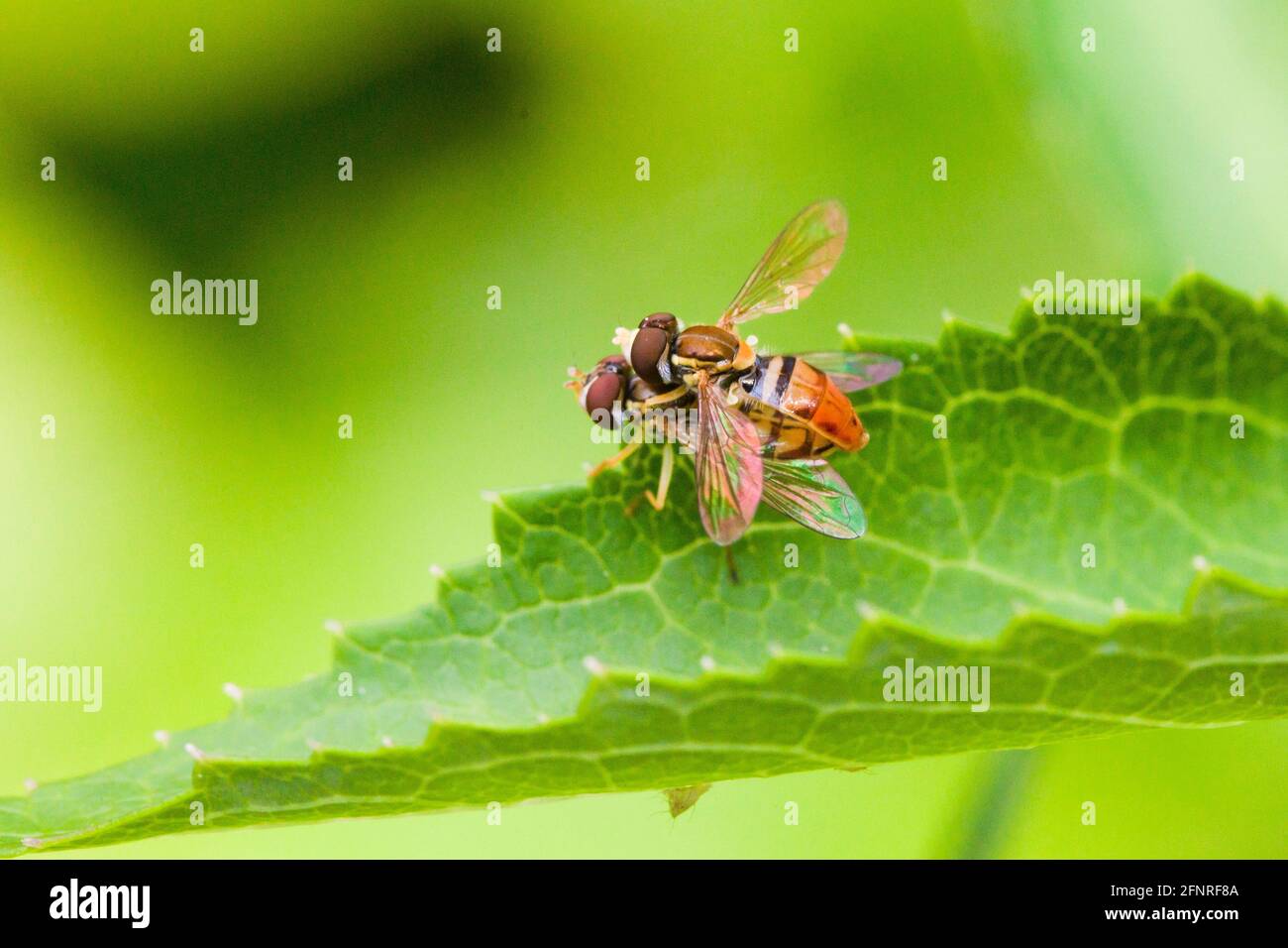 American hover fly hi-res stock photography and images - Alamy
