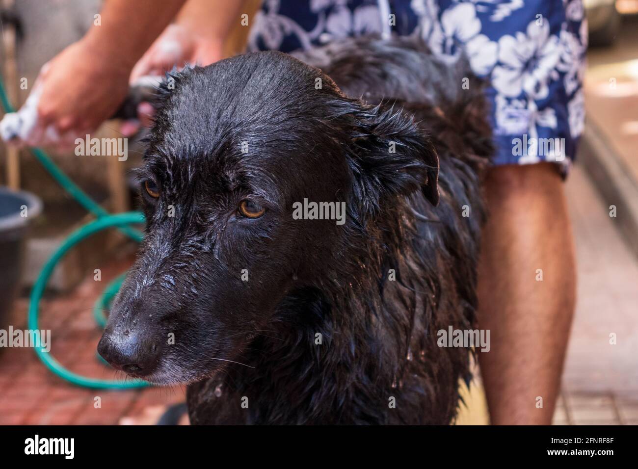 Dog bathing with owner hi-res stock photography and images - Alamy