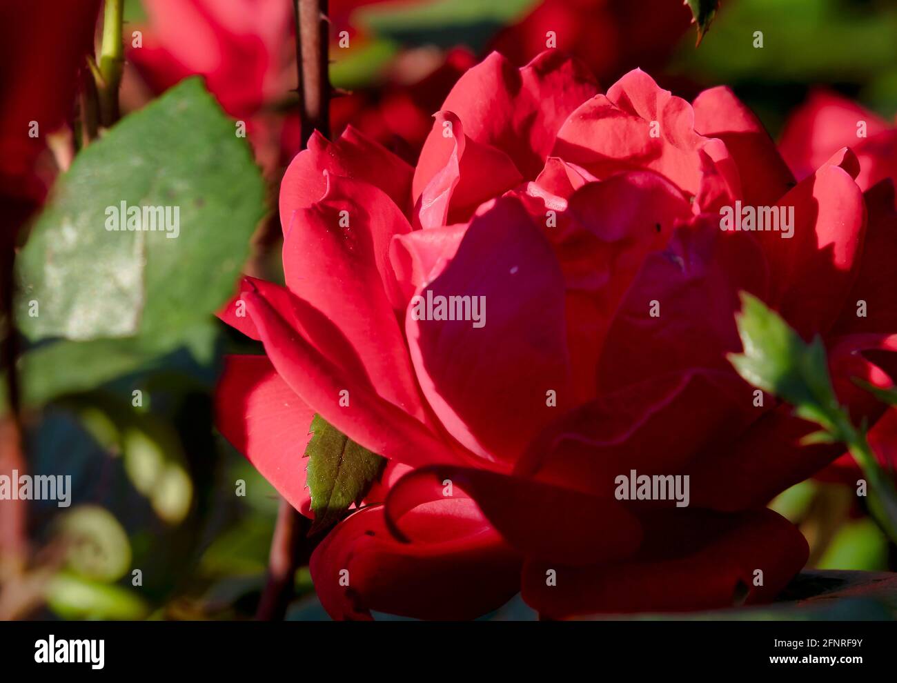 Bright red Rose in the afternoon sun Stock Photo - Alamy