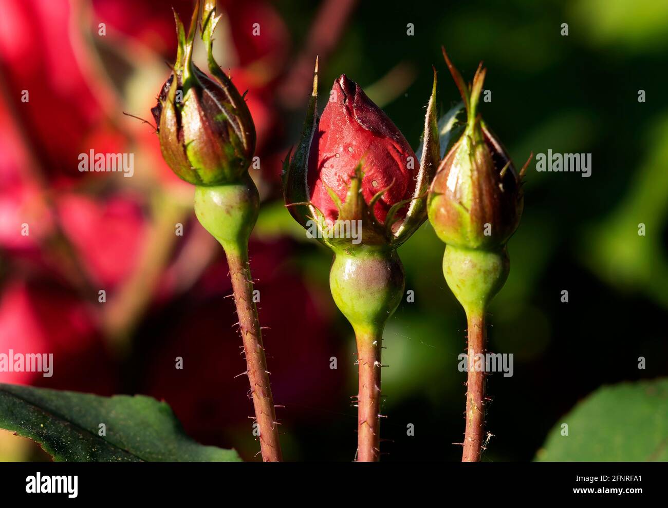 Rose buds about to bloom Stock Photo - Alamy
