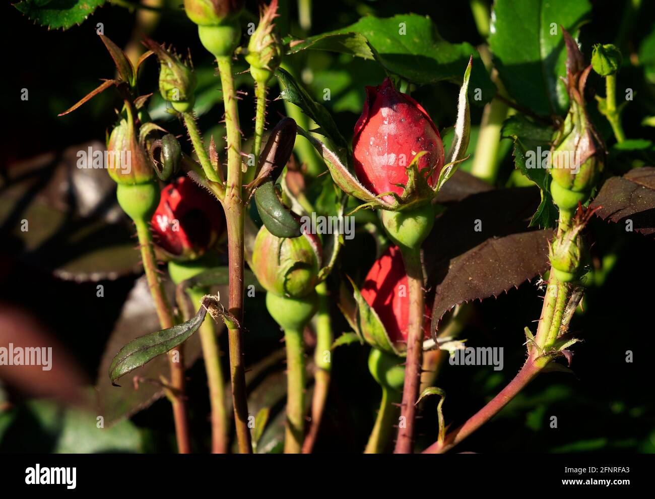 Rose buds about to bloom Stock Photo - Alamy