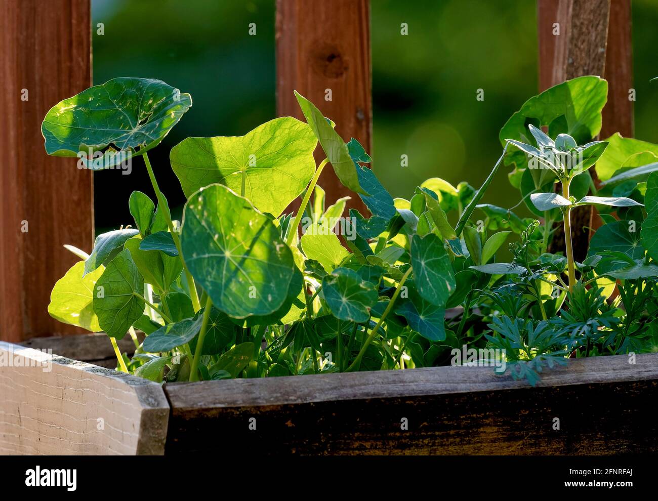 Greenery in a flower point Stock Photo - Alamy
