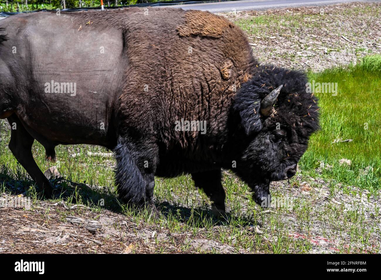 Buffaloes roaming around in the greenery pasture of the preserve park ...