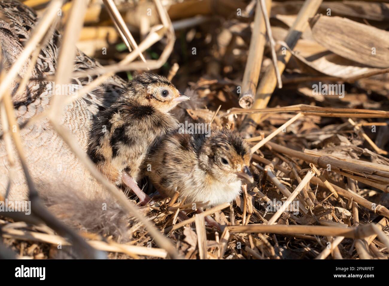 A hen pheasant with newly hatched chicks in South Dakota Stock Photo ...