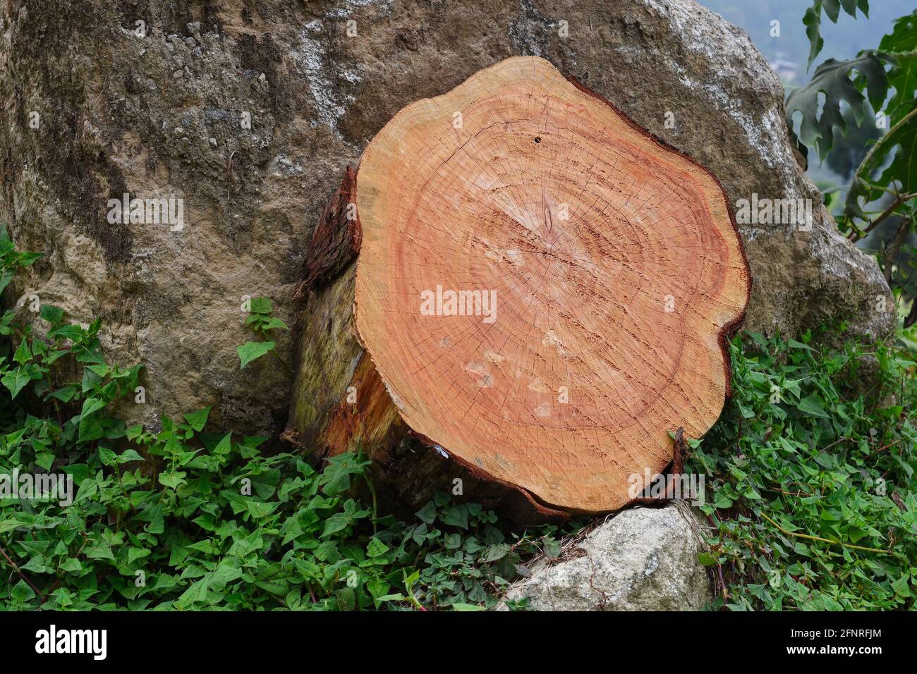 Cross section of the trunk of a timber, dead bark layer with red ...
