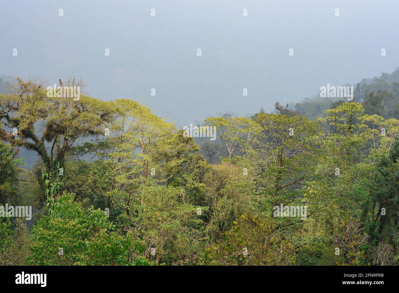 Panoramic view of himalayan forest in Todey, Kalimpong Stock Photo - Alamy