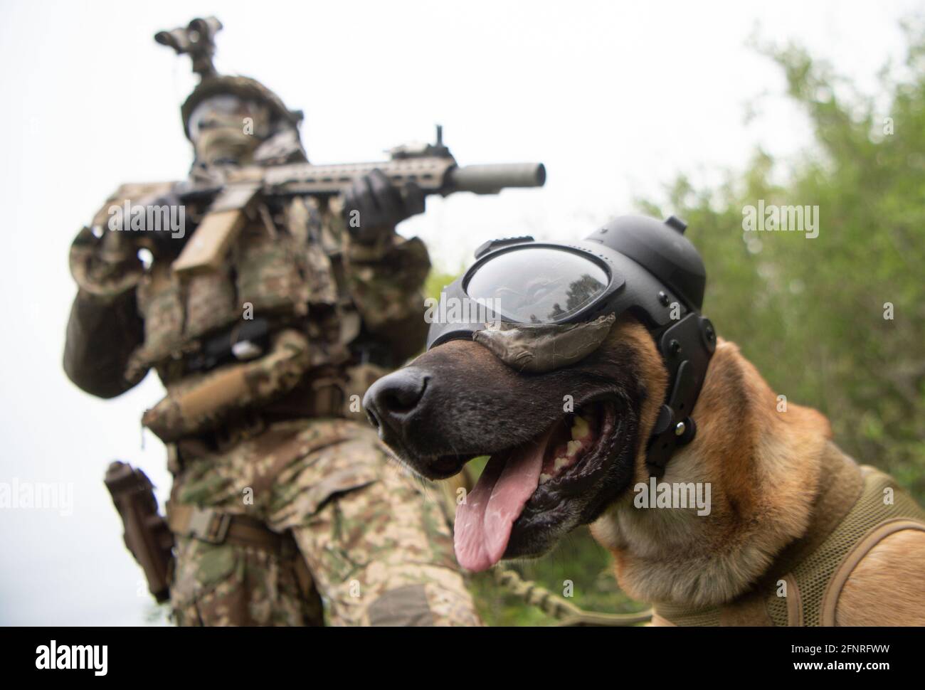 Commando dog hi-res stock photography and images - Alamy