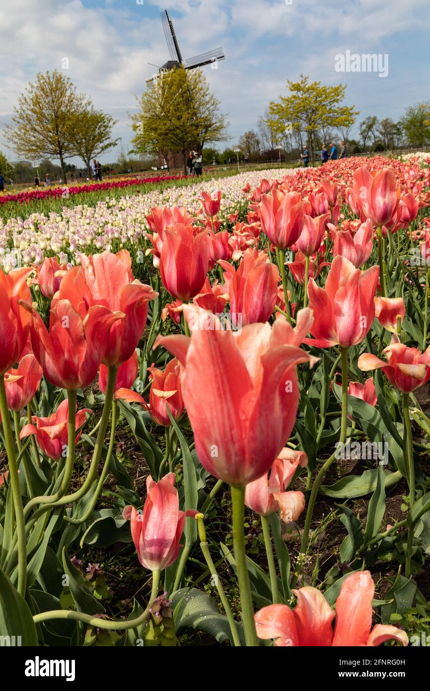 Tulips of Holland Michigan Stock Photo - Alamy