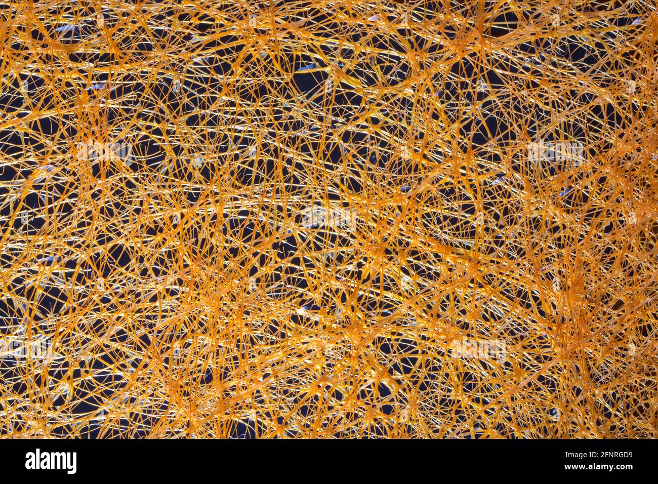 Abstract background of yellow plastic threads on a dark background ...