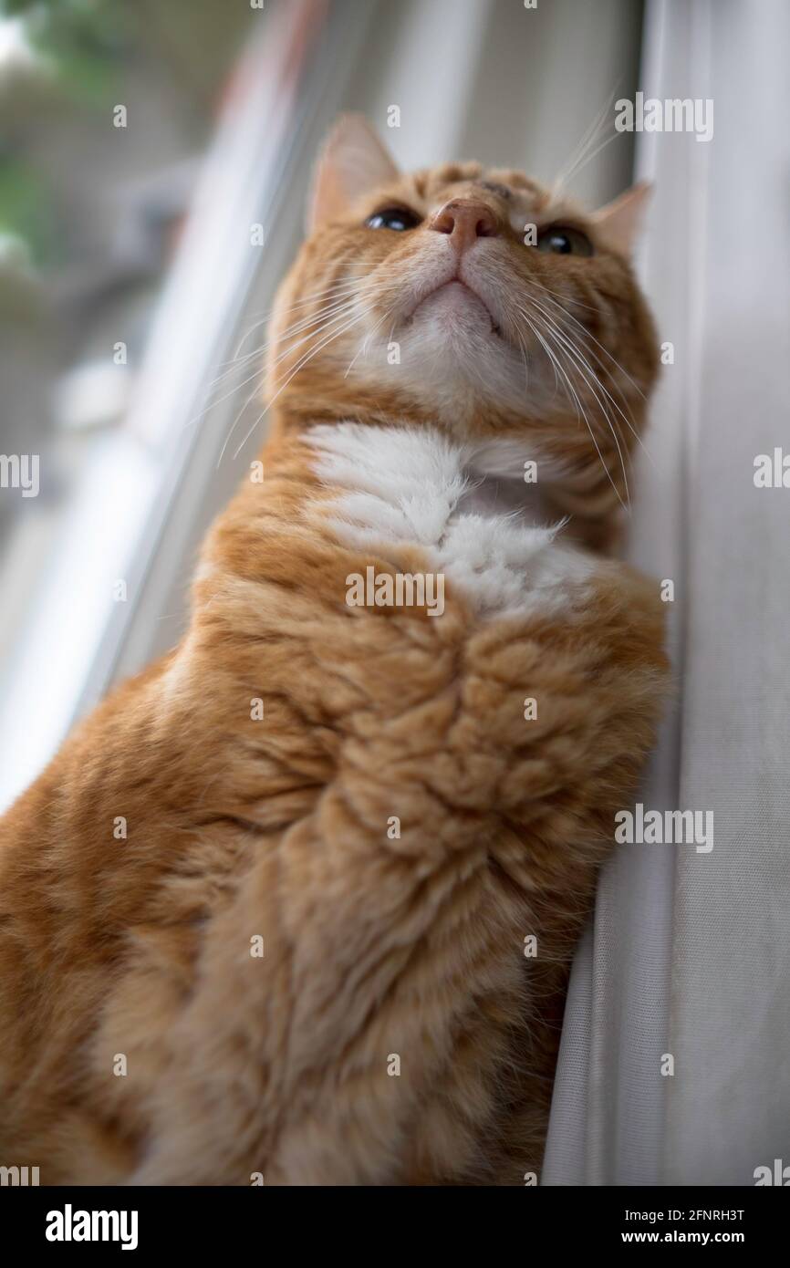 Cat sits before window and a curtain and looks up. Blurred background ...