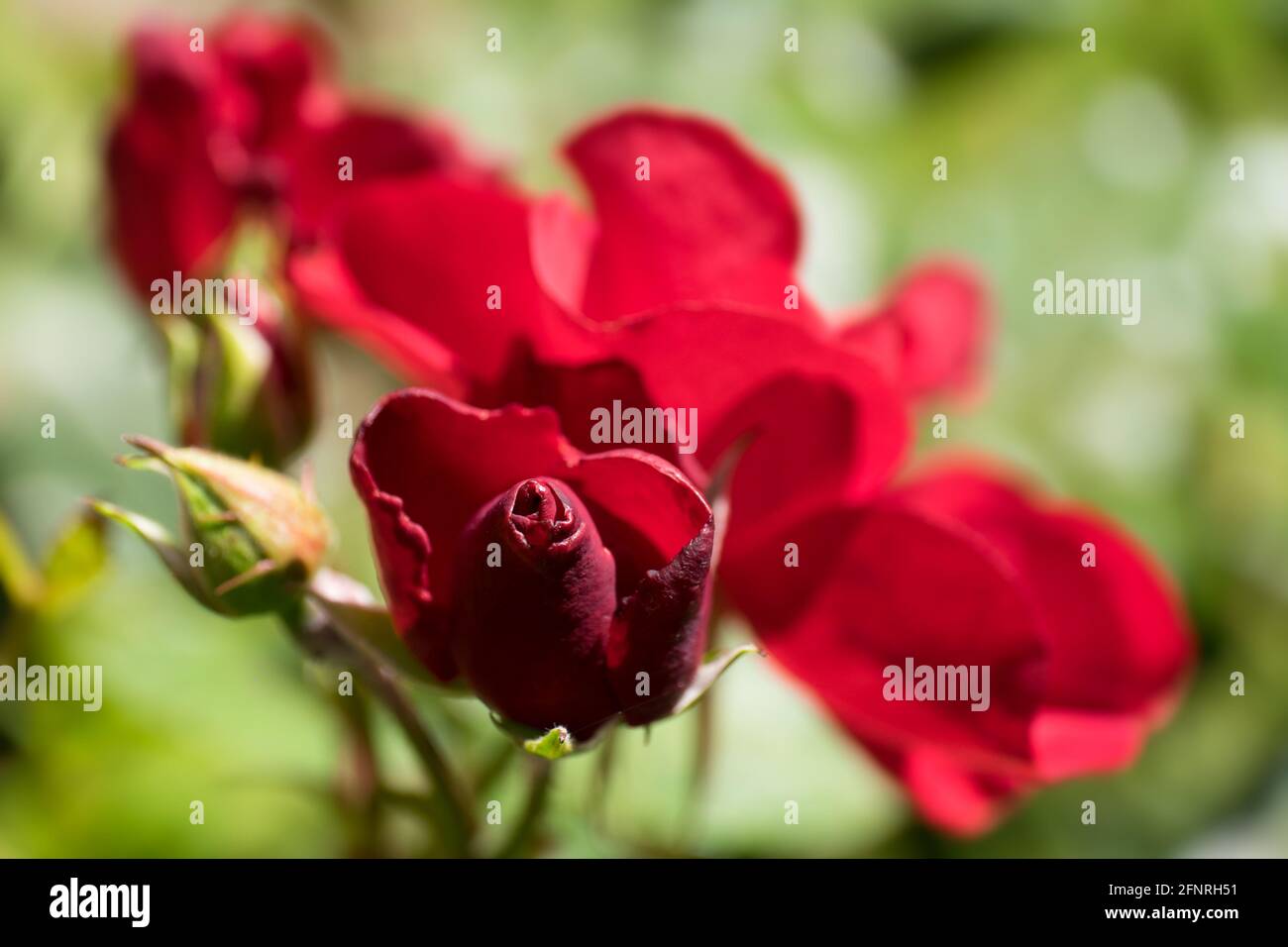 Budding rose hi-res stock photography and images - Alamy