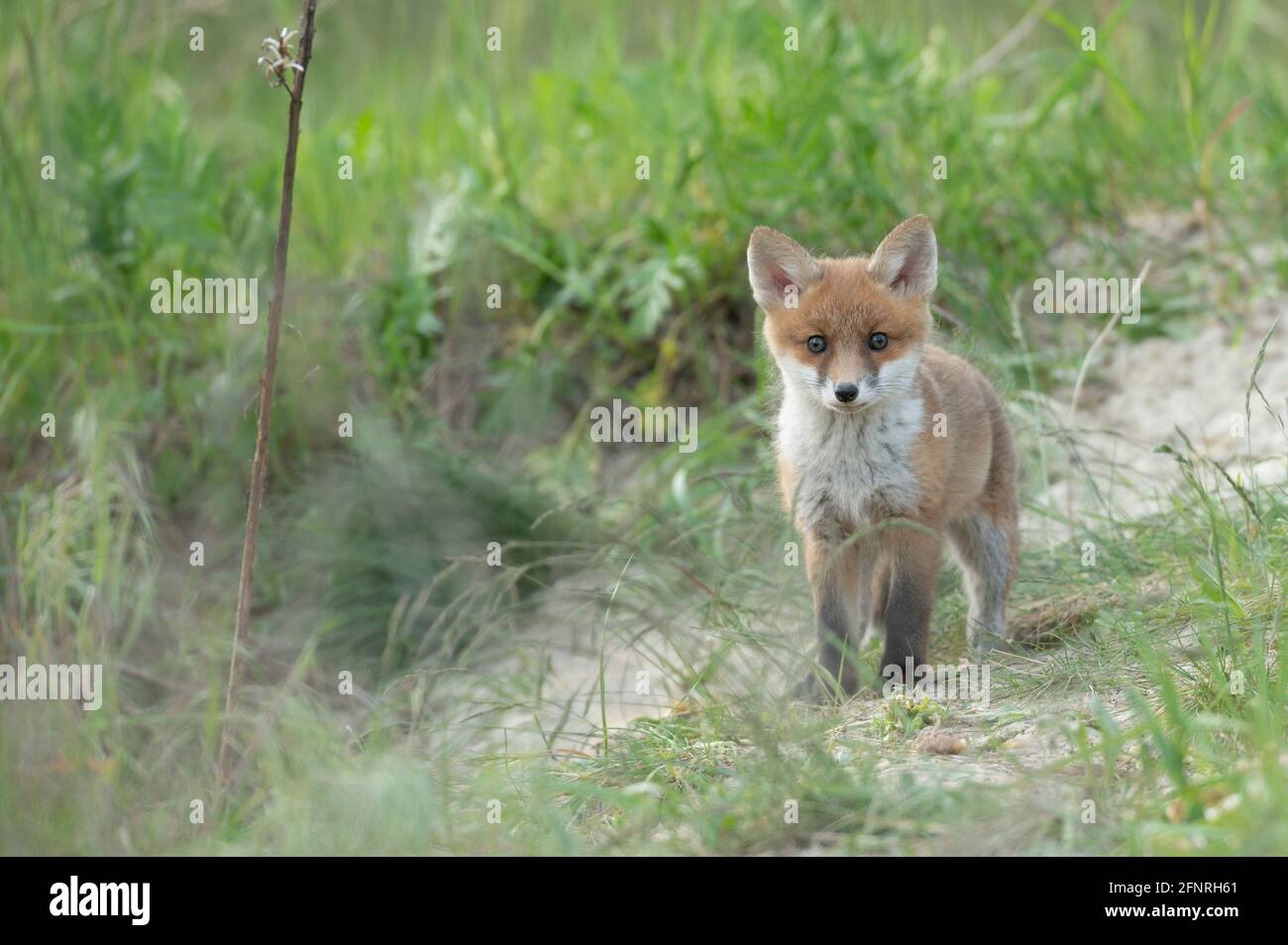 Small , young fox stands and watches Stock Photo - Alamy