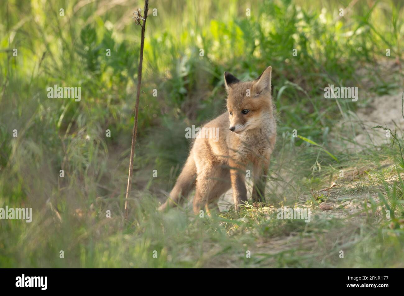 Fox den hi-res stock photography and images - Alamy