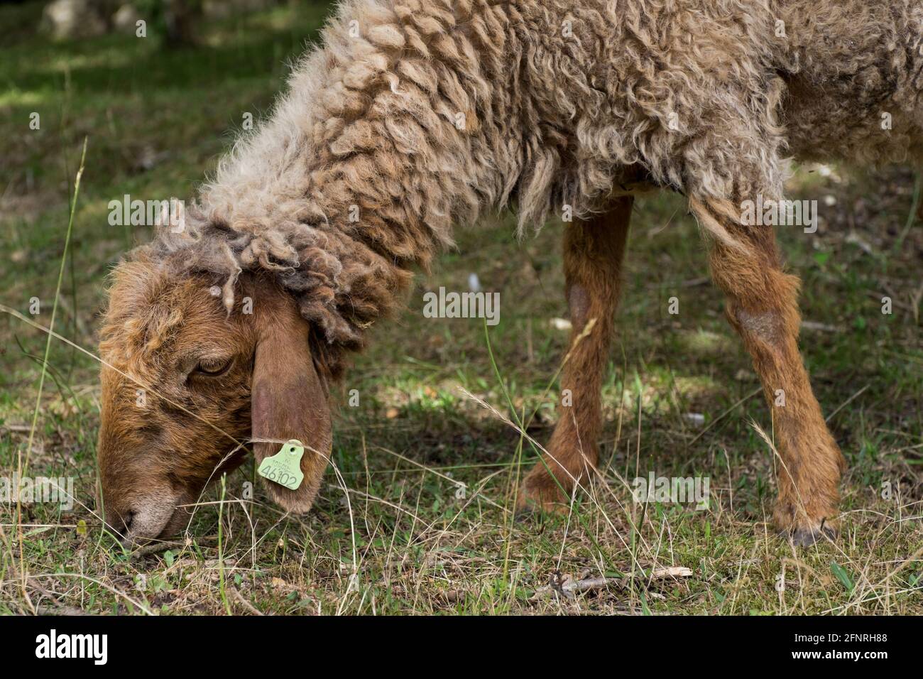 Woolly brown sheep hi-res stock photography and images - Alamy