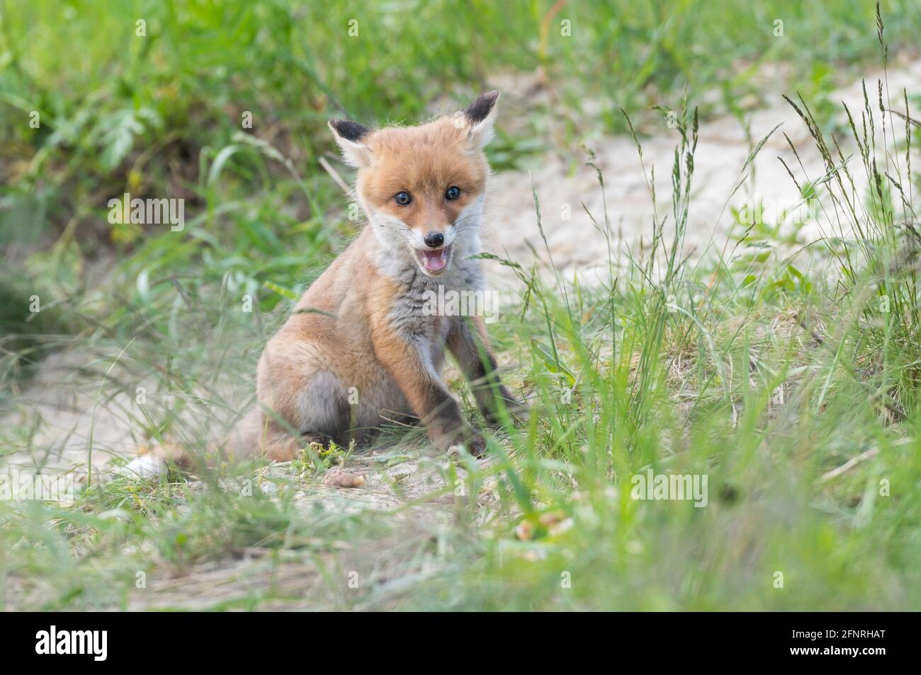 Small sitting fox with slightly opened mouth Stock Photo - Alamy