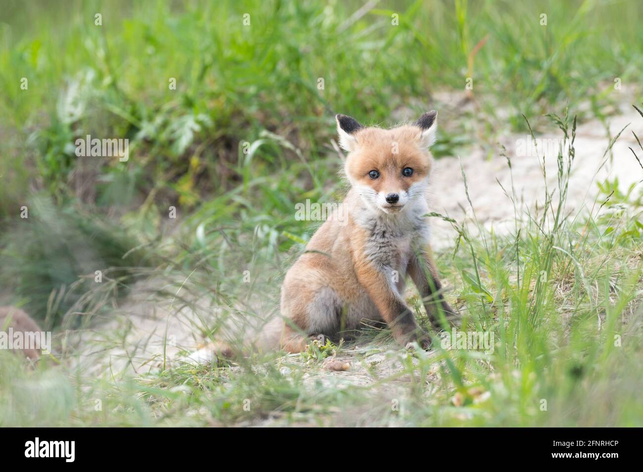 Beautiful baby fox hi-res stock photography and images - Alamy