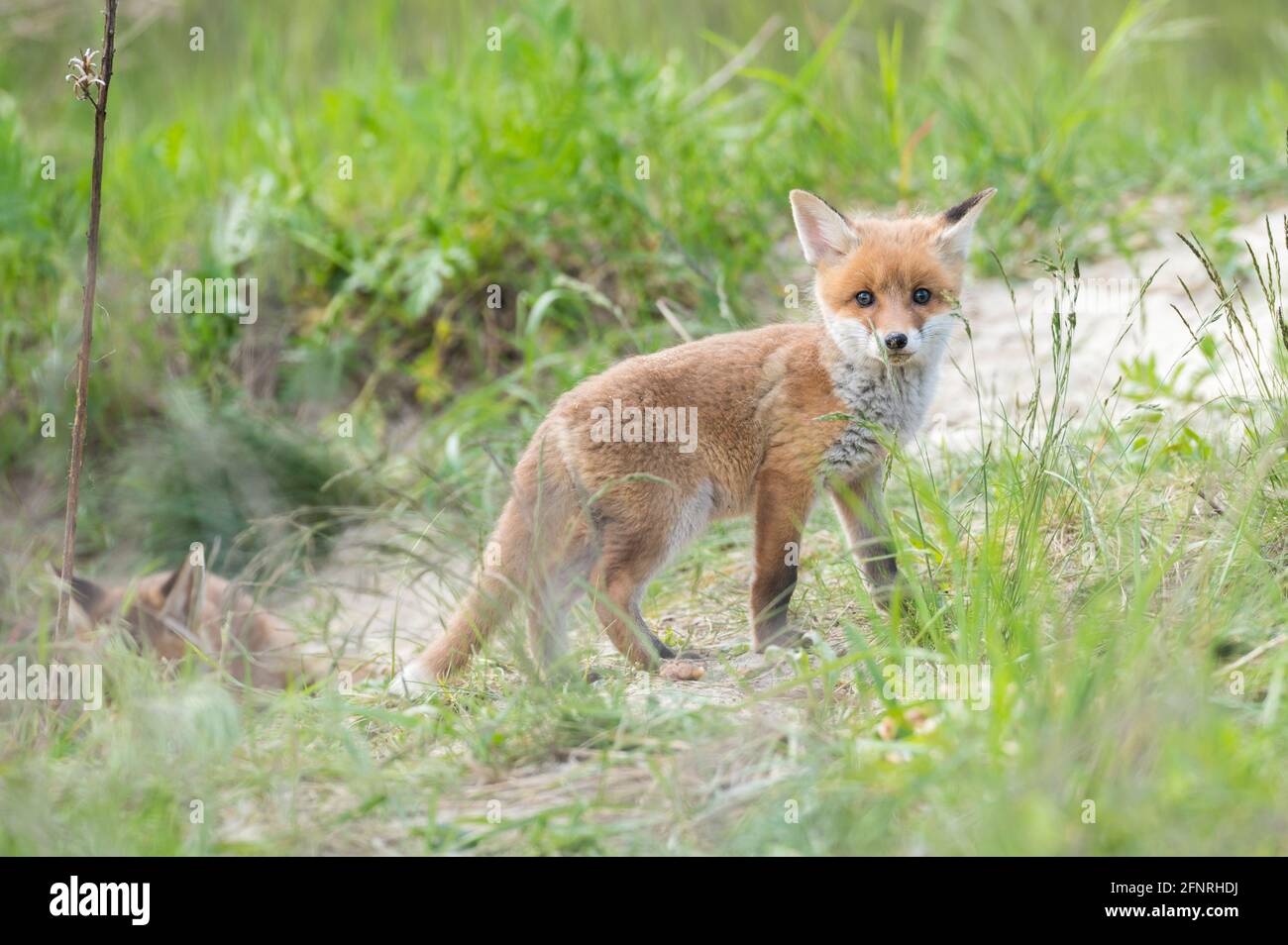 A little fox explores the world Stock Photo - Alamy