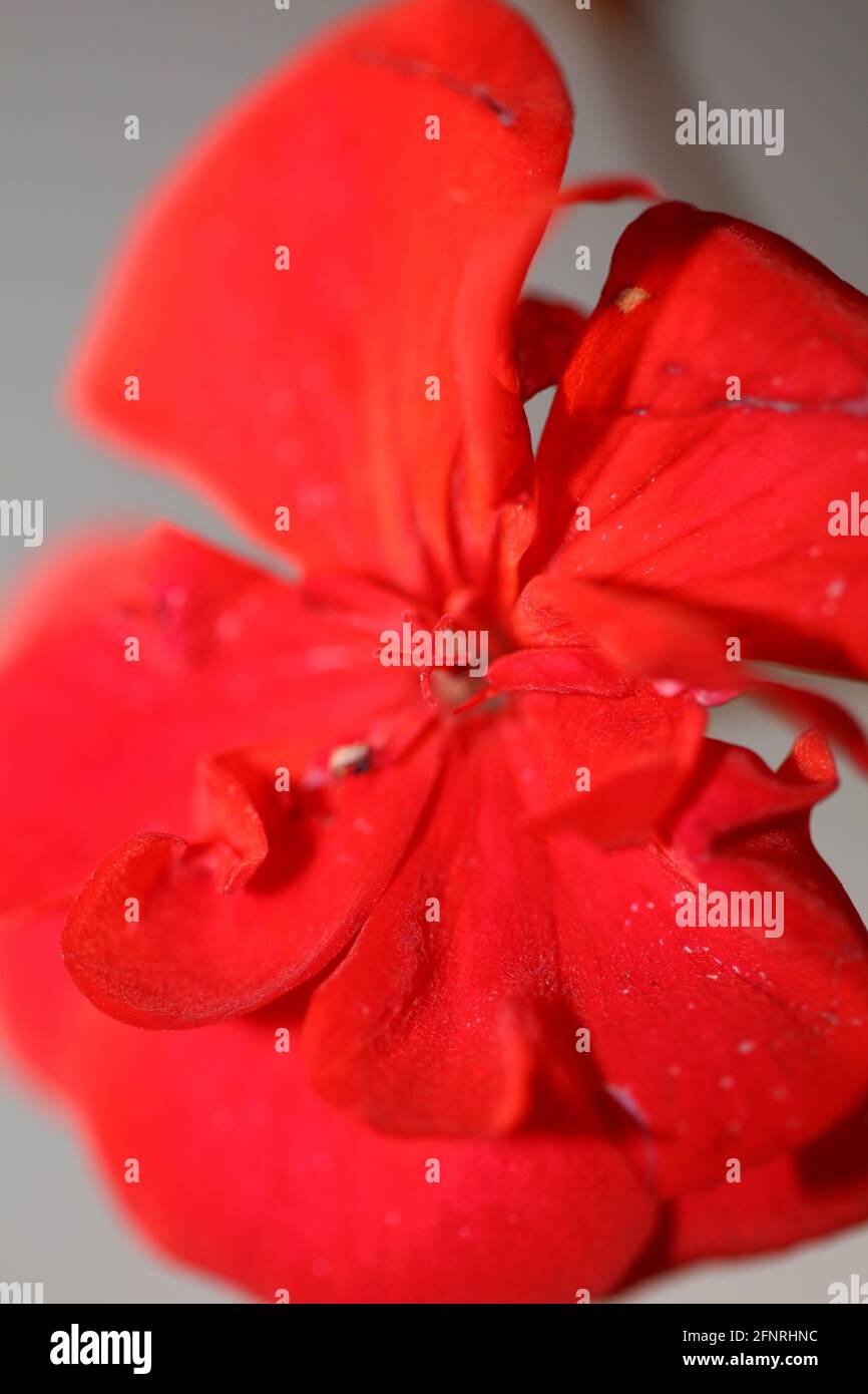 Red geranium flower close up family geraniaceae background botanical ...