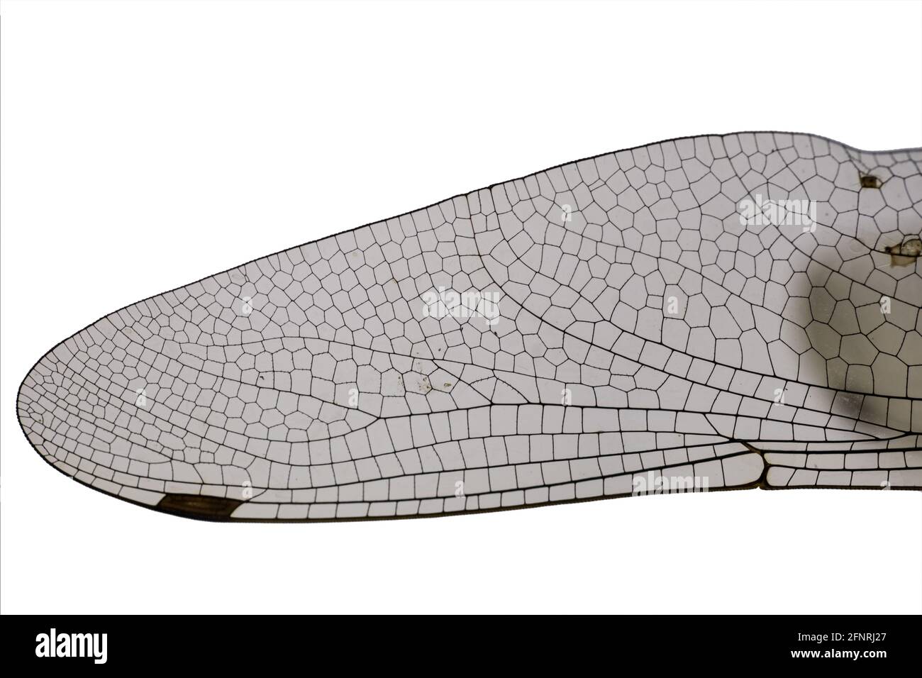 Wing of a dragonfly close up, isolated on white Stock Photo - Alamy