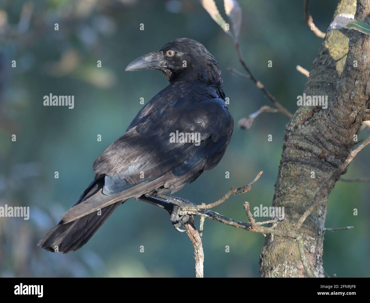 Australian Raven (immature) Corvus coronoides. Young birds have a brown ...