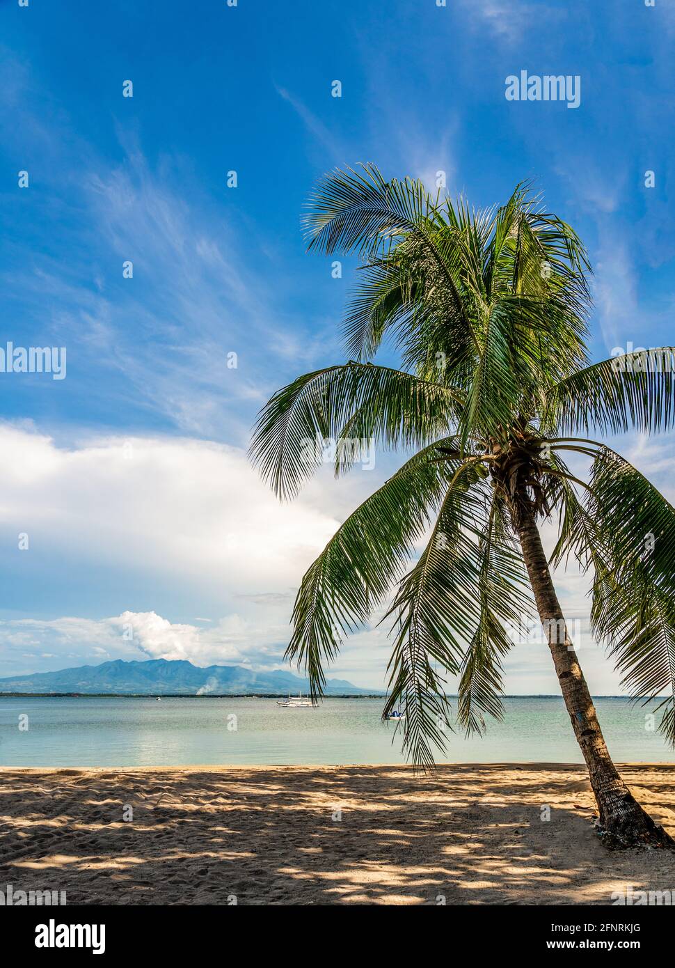 Palm tree on beach near ocean Stock Photo - Alamy