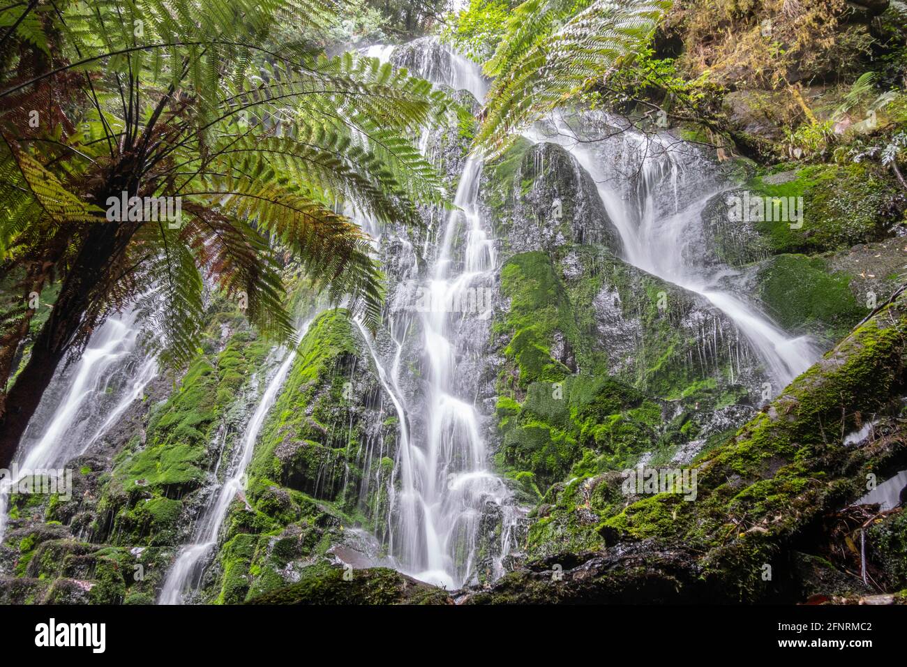 Bridal Veil Falls at end of walk surrounded by New Zealand native bush ...