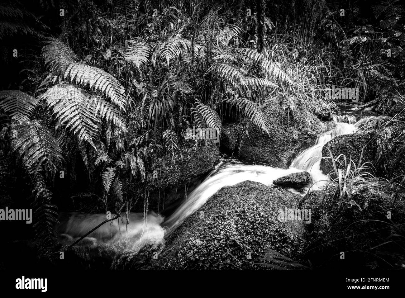 Small waterfall flowing through surround bush and rocks covered with ...