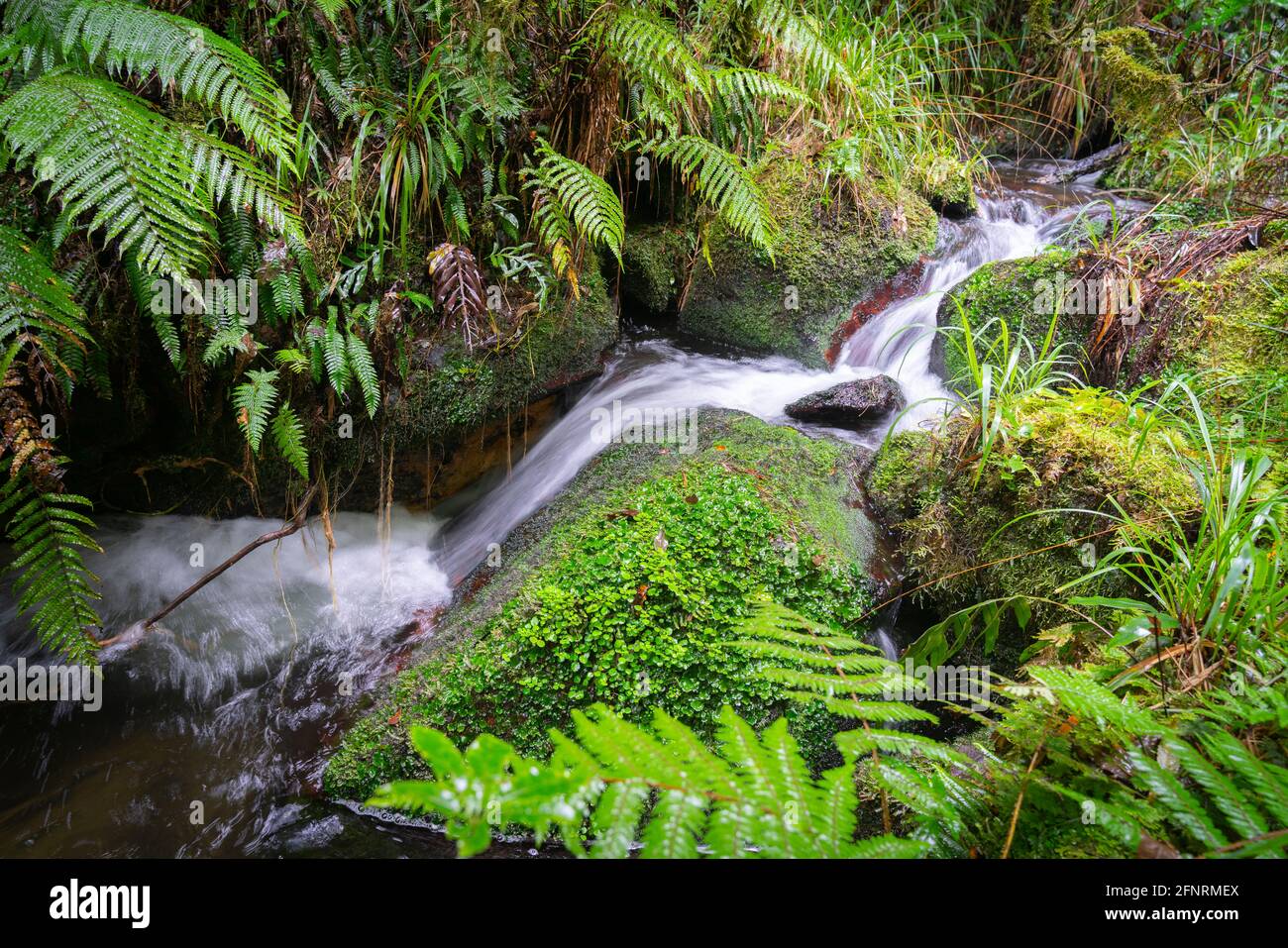 Small waterfall flowing through surround bush and rocks covered with ...
