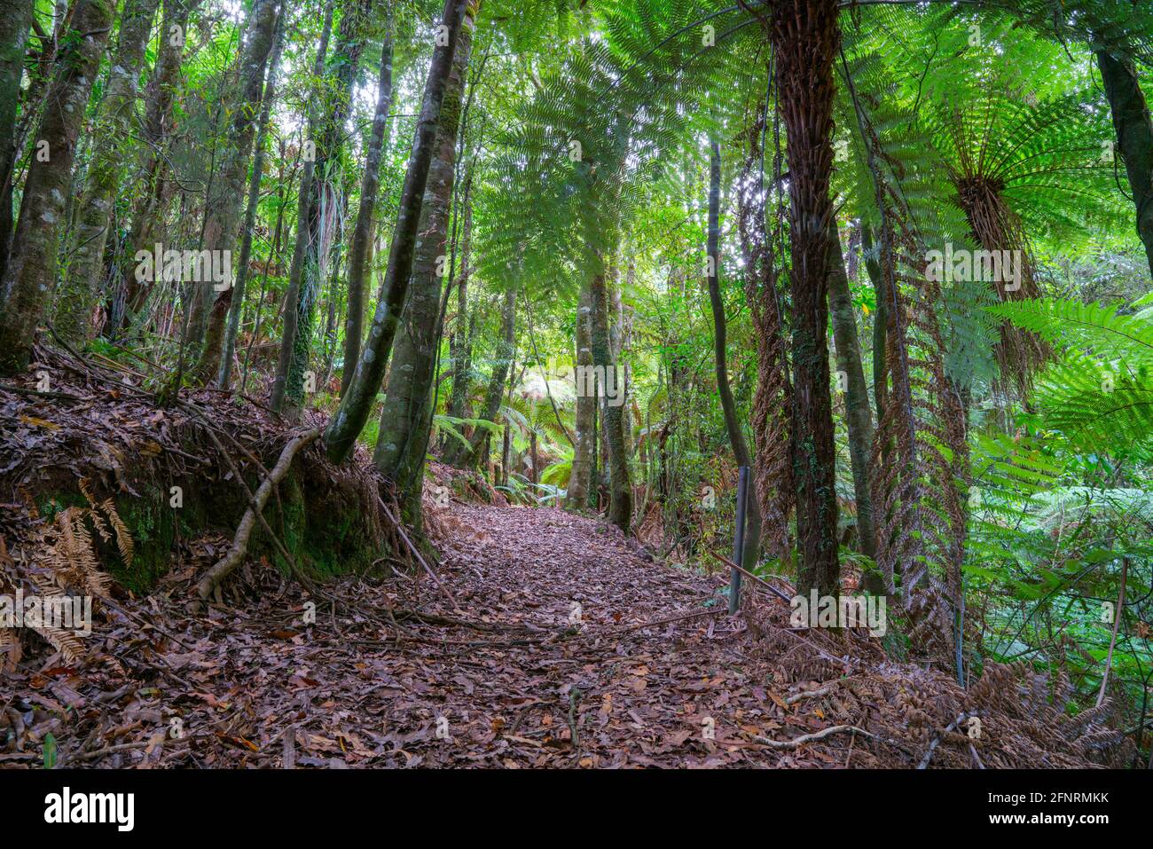 Typical New Zealand rainforest with walking track covered with leaf ...