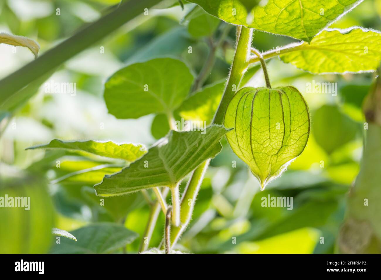 Physalis peruviana growing hi-res stock photography and images - Alamy