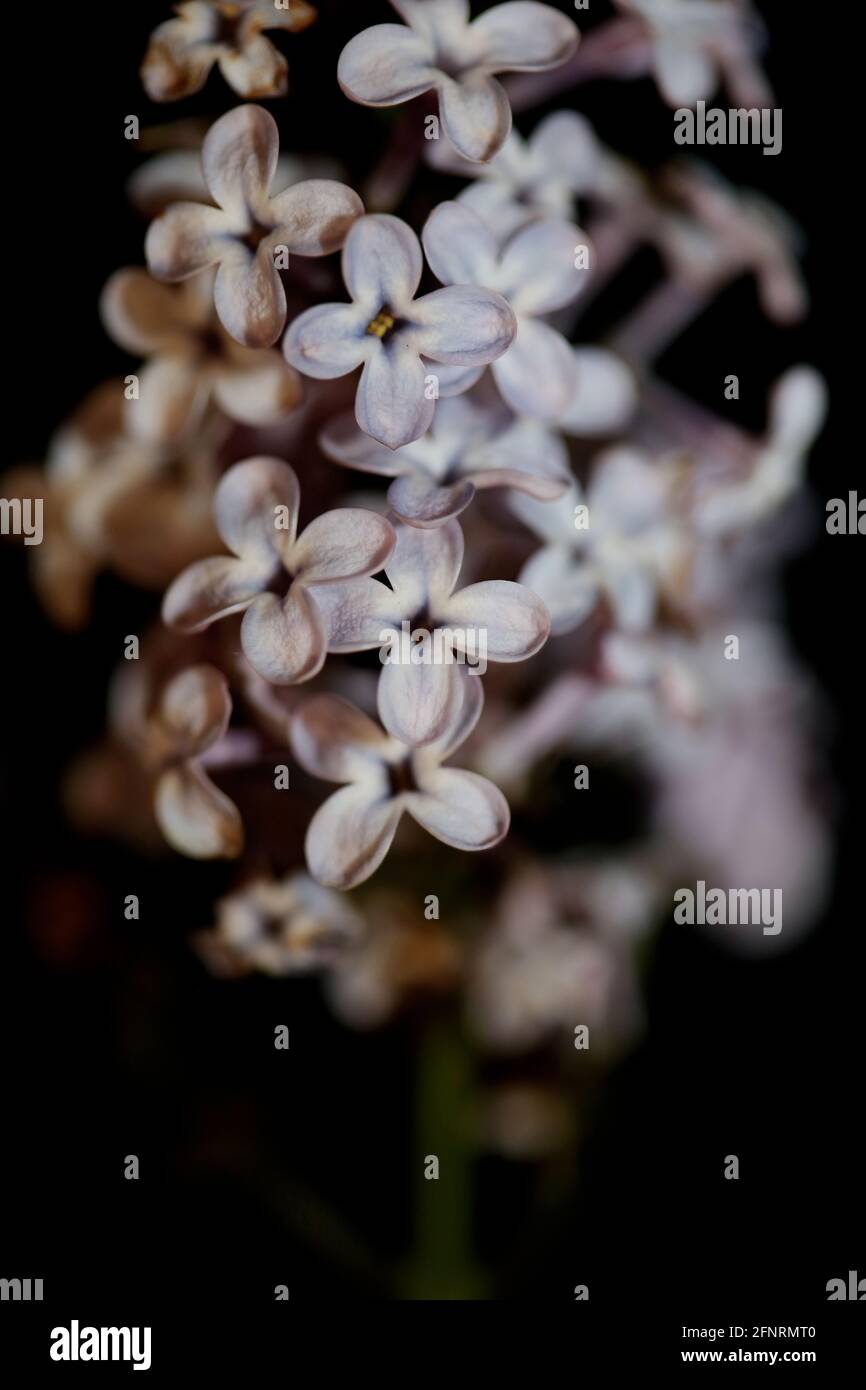 Flower blossom close up background Syringa vulgaris family oleaceae ...