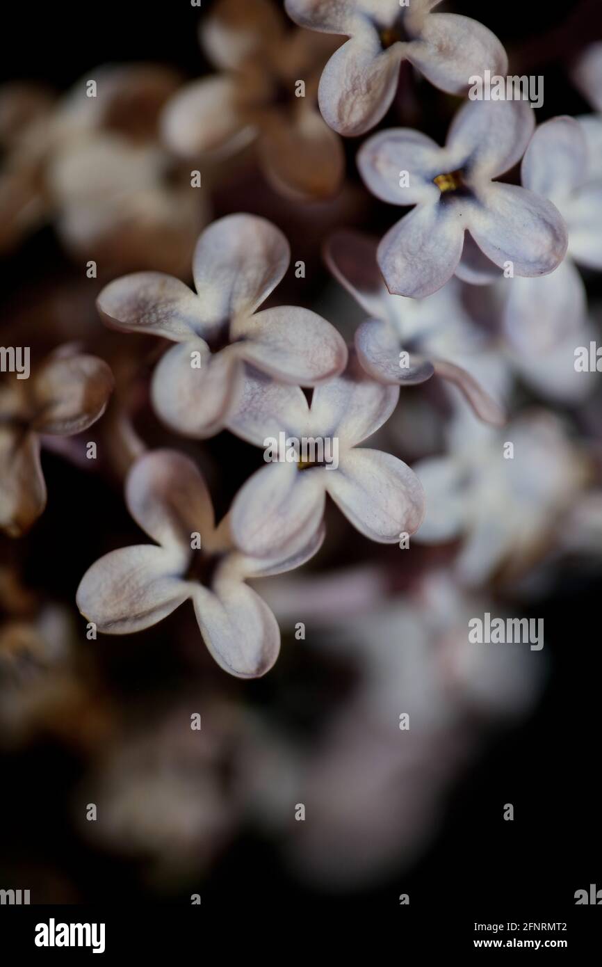 Flower blossom close up background Syringa vulgaris family oleaceae ...