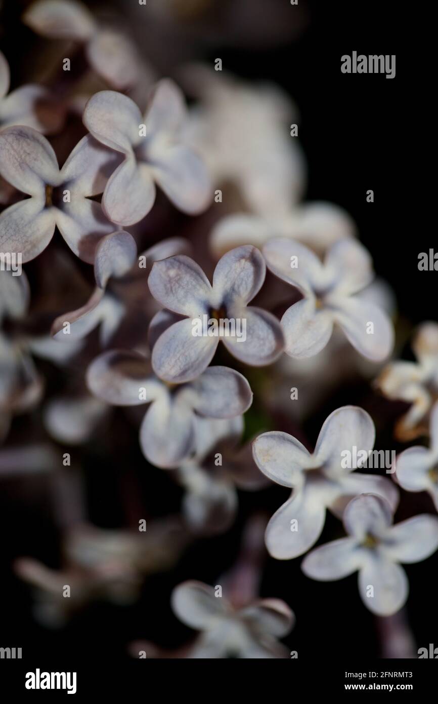 Flower blossom close up background Syringa vulgaris family oleaceae ...