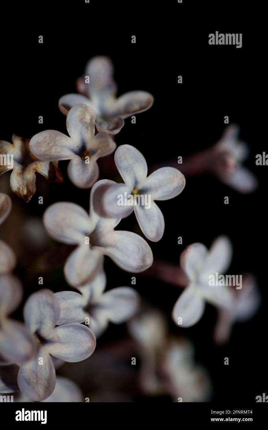Flower blossom close up background Syringa vulgaris family oleaceae ...