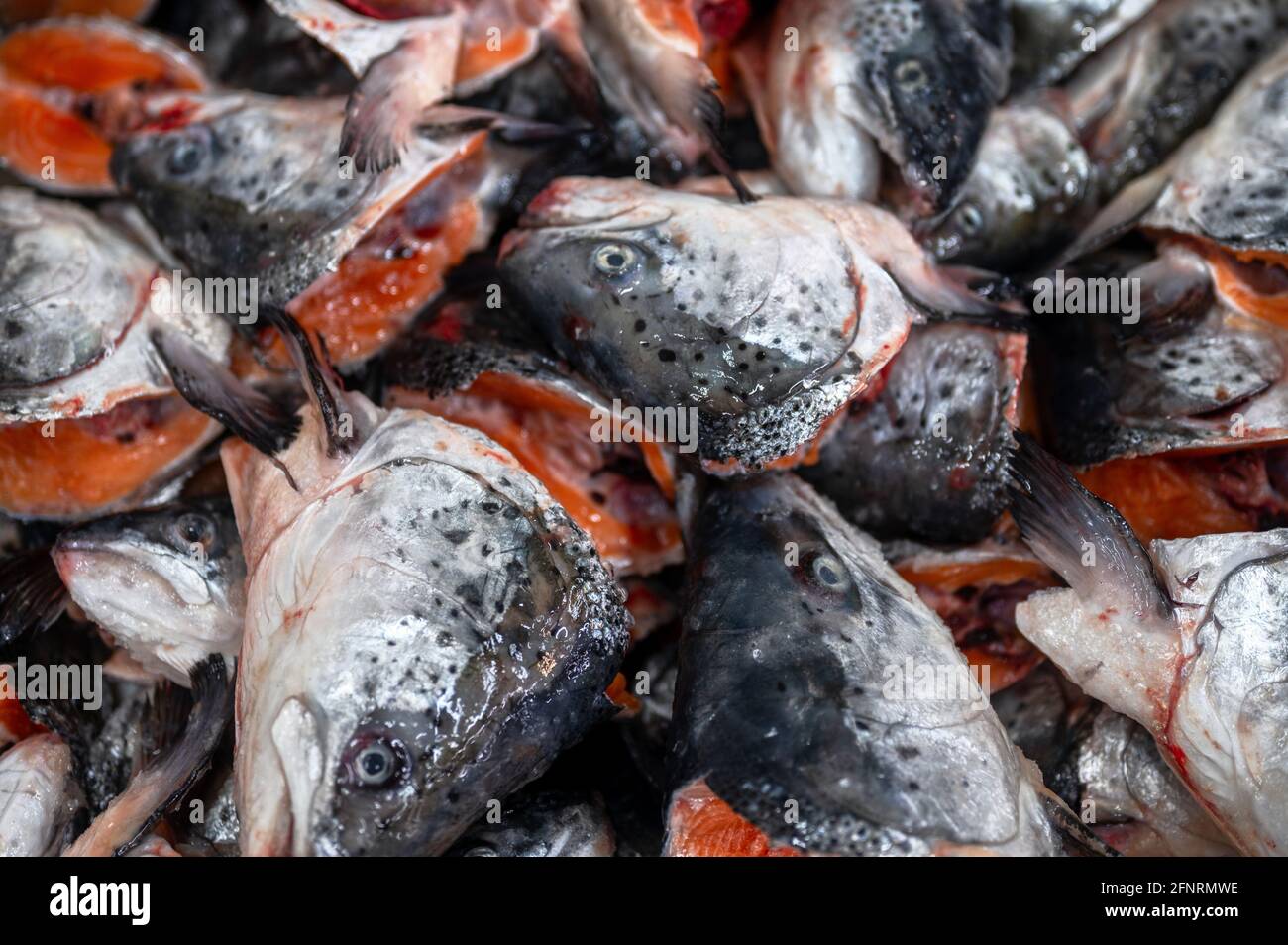 Trout lips hi-res stock photography and images - Alamy