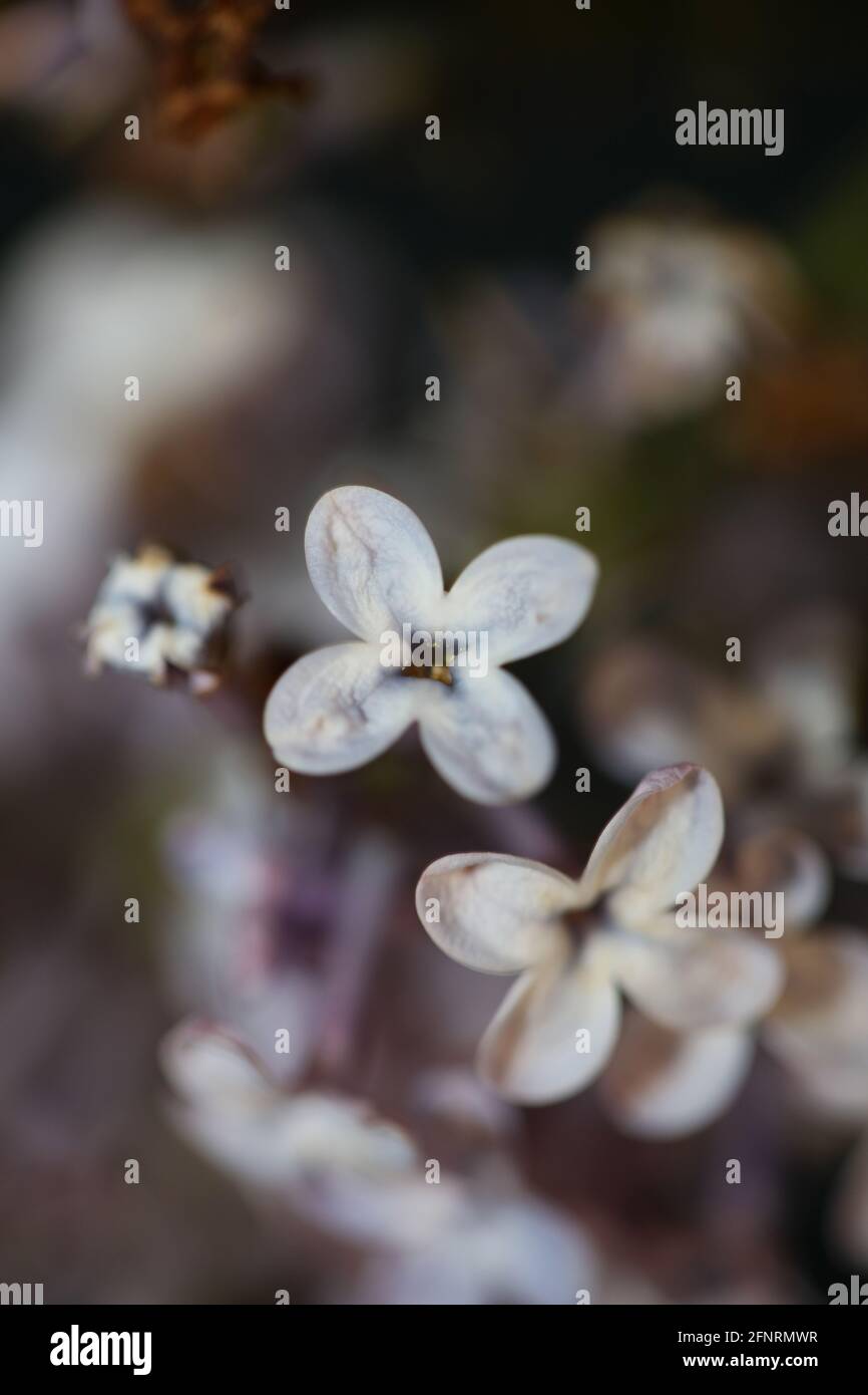 Flower blossom close up background Syringa vulgaris family oleaceae ...