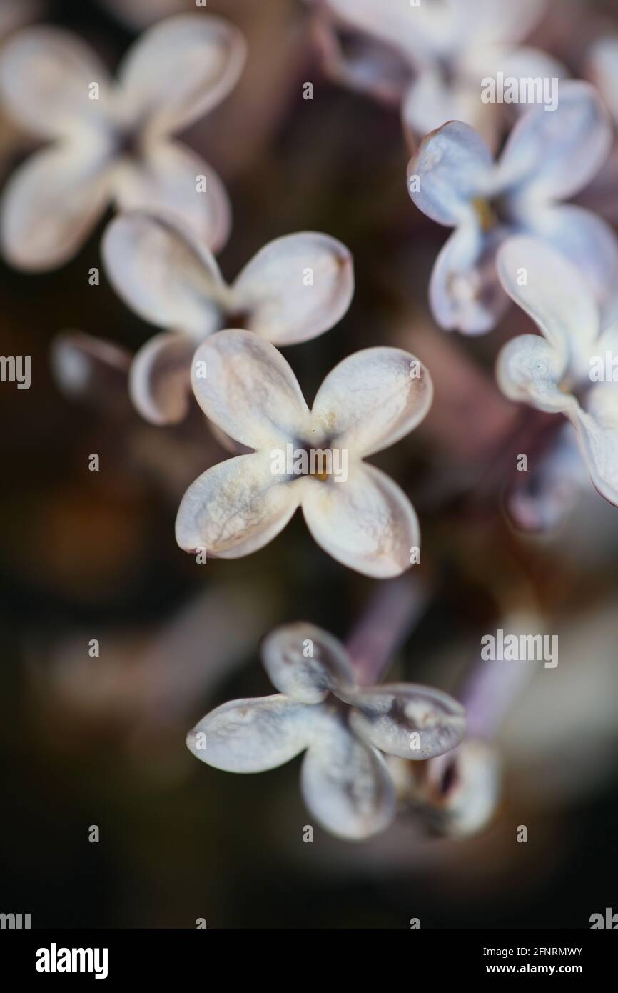 Flower blossom close up background Syringa vulgaris family oleaceae ...
