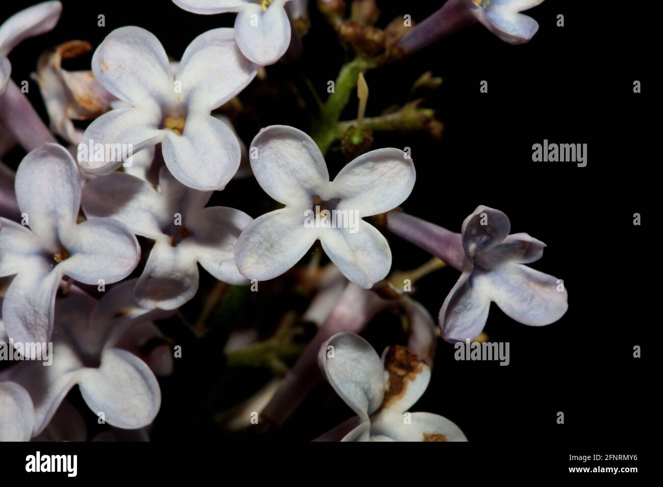 Flower blossom close up background Syringa vulgaris family oleaceae ...