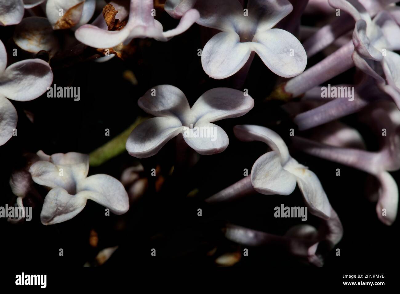 Flower blossom close up background Syringa vulgaris family oleaceae ...