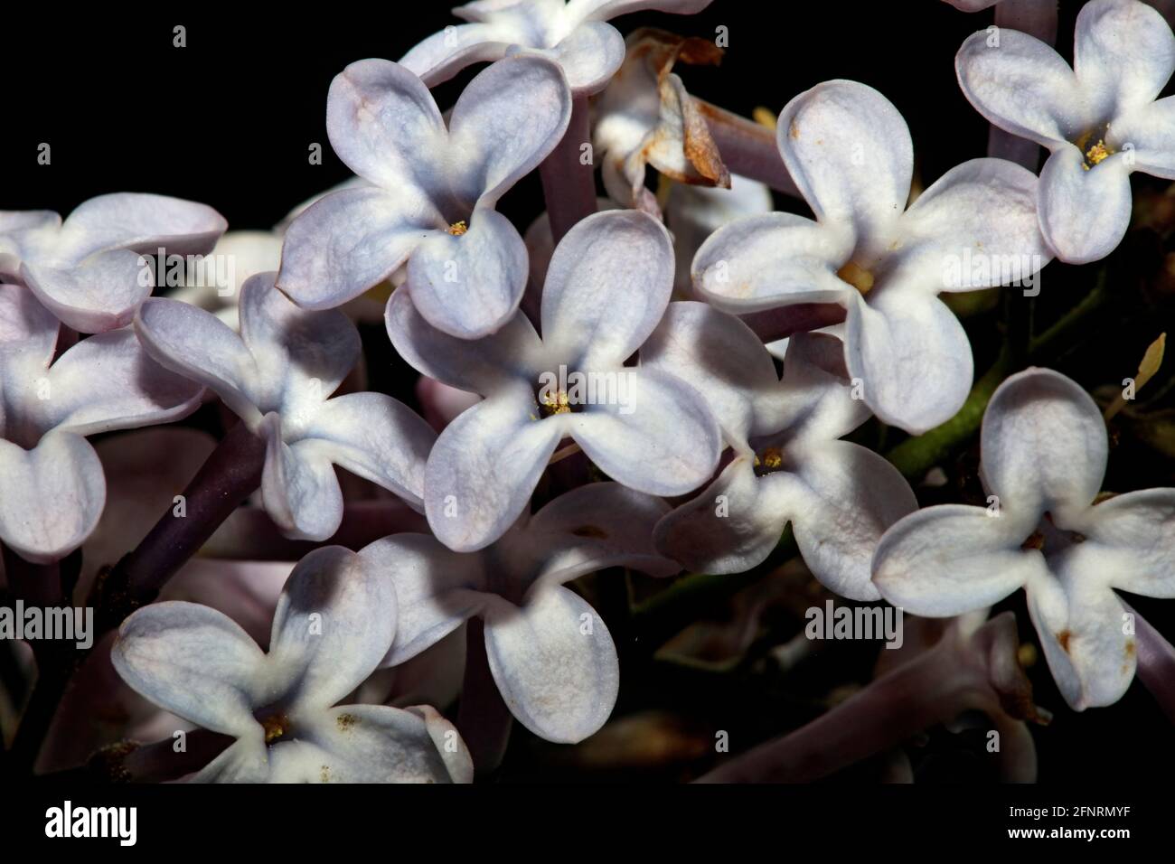 Flower blossom close up background Syringa vulgaris family oleaceae ...